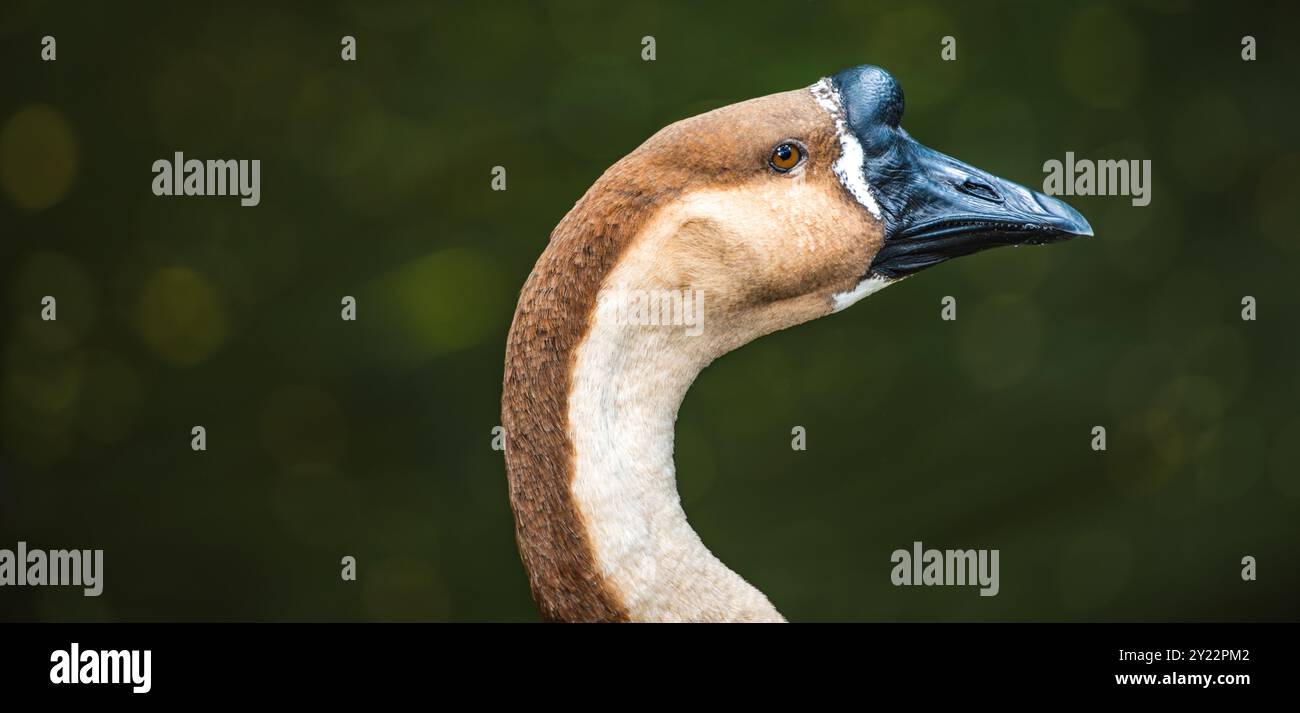 Chinese goose long neck and knob bill close up Stock Photo - Alamy