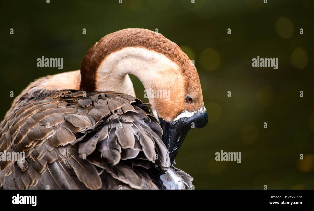 Chinese goose preening feathers with its neck bent in a curve against a ...