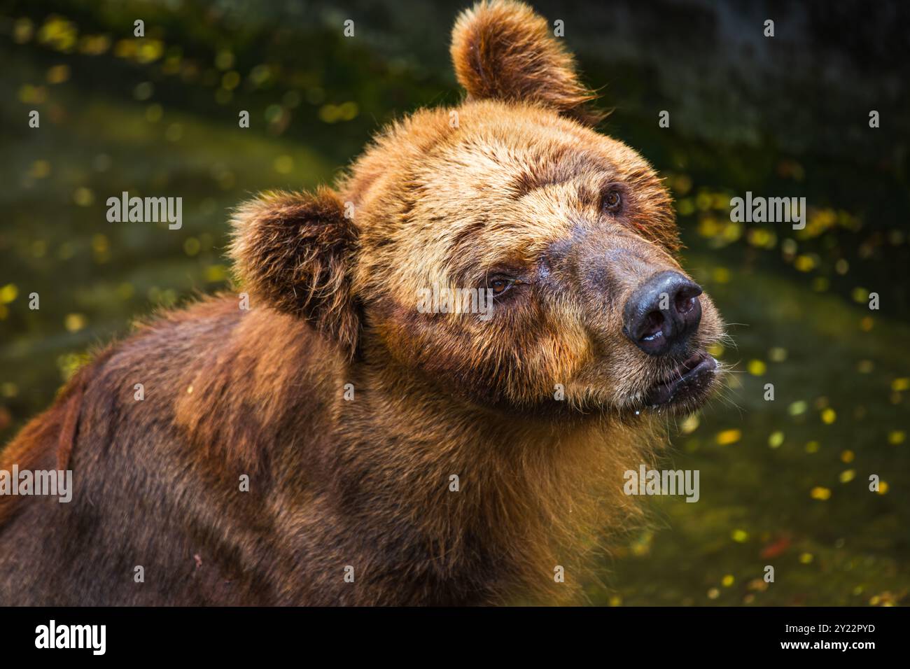 Brown Bear face close up, fur wet and matted, with a sad expression ...
