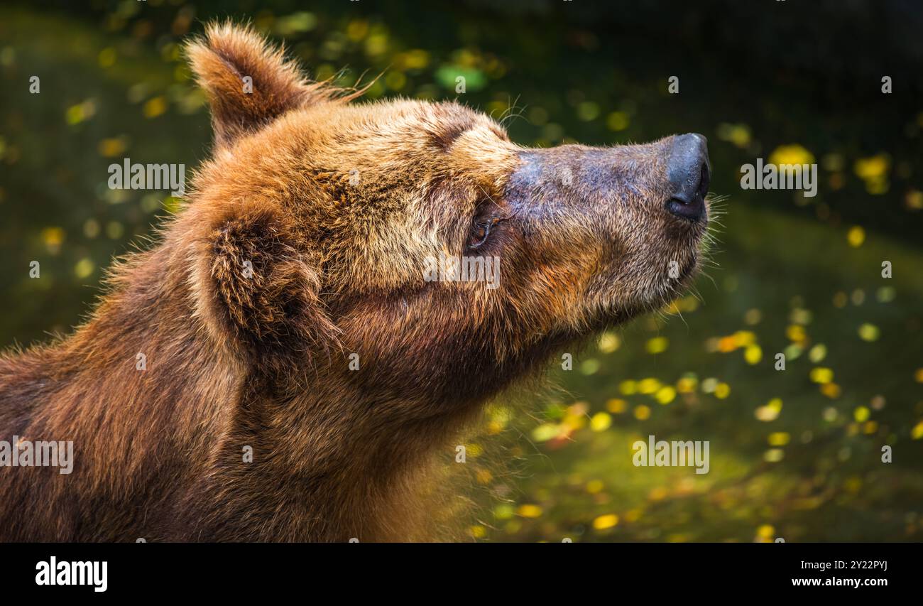 Brown Bear face close up, fur wet and matted, with a sad expression ...