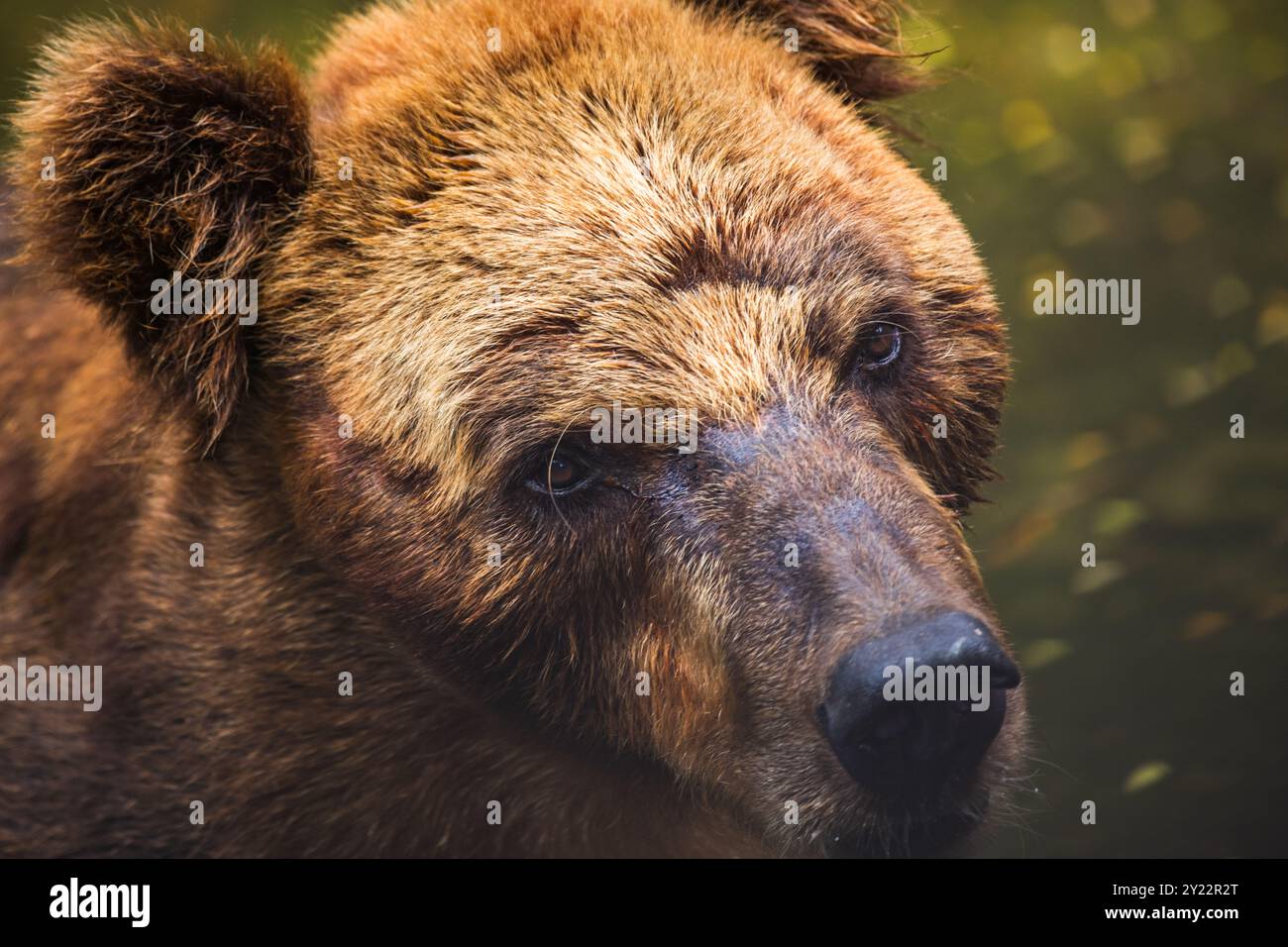 Brown Bear face close up, fur wet and matted, with a sad expression at ...