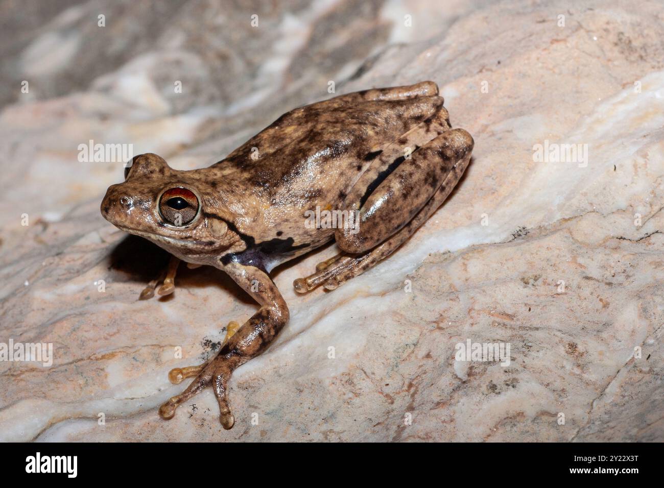 Australian Western Laughing Tree Frog Stock Photo - Alamy
