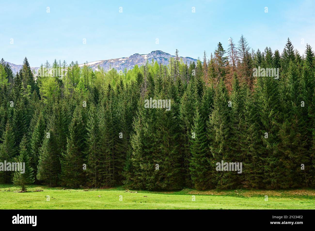 Mountain landscape with green meadow, surrounded by pine forests and ...