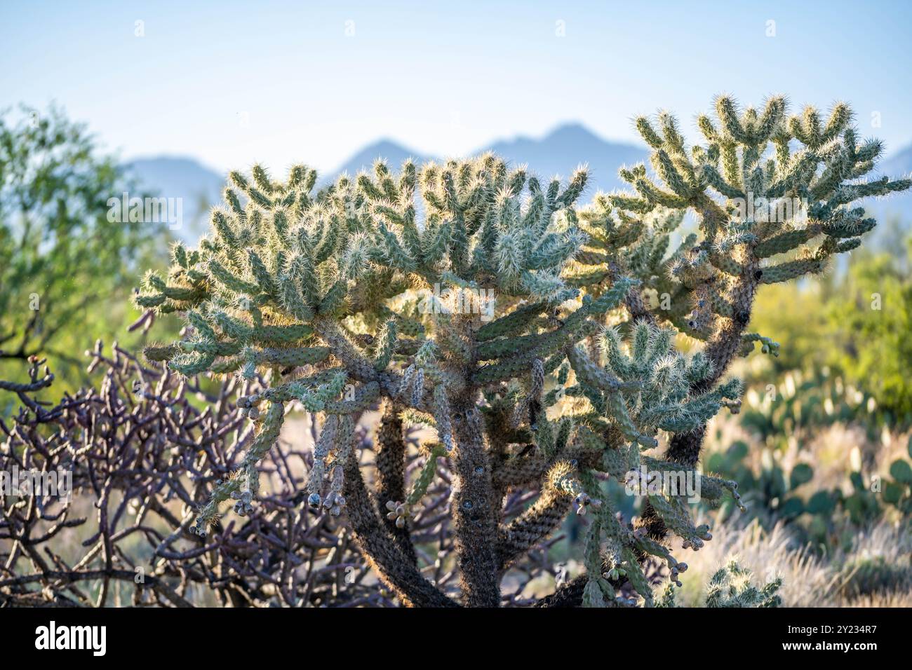 A Chain Fruit Cholla in Saguaro NP, Arizona Stock Photo - Alamy