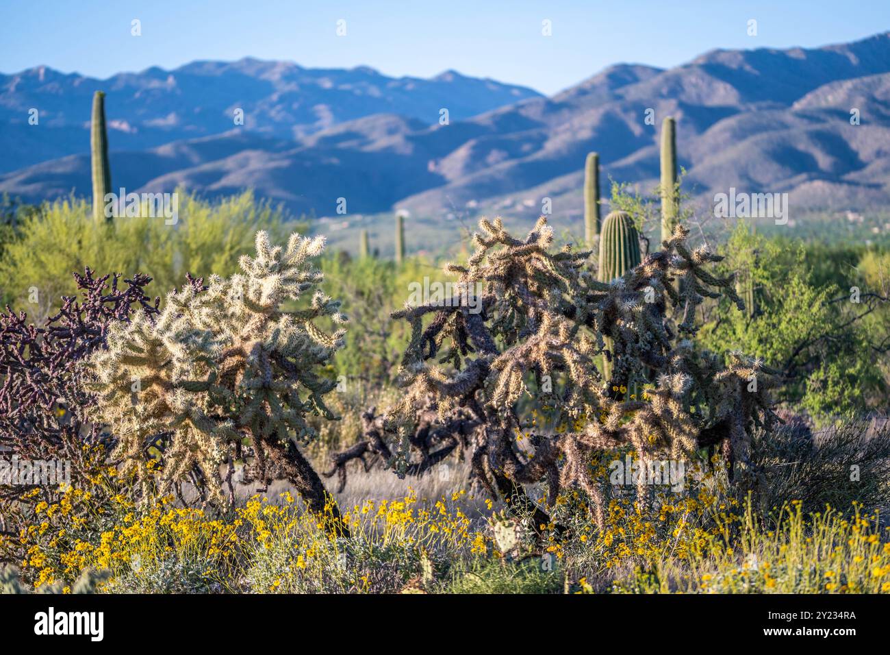 Fruit chain cholla cactus hi-res stock photography and images - Alamy
