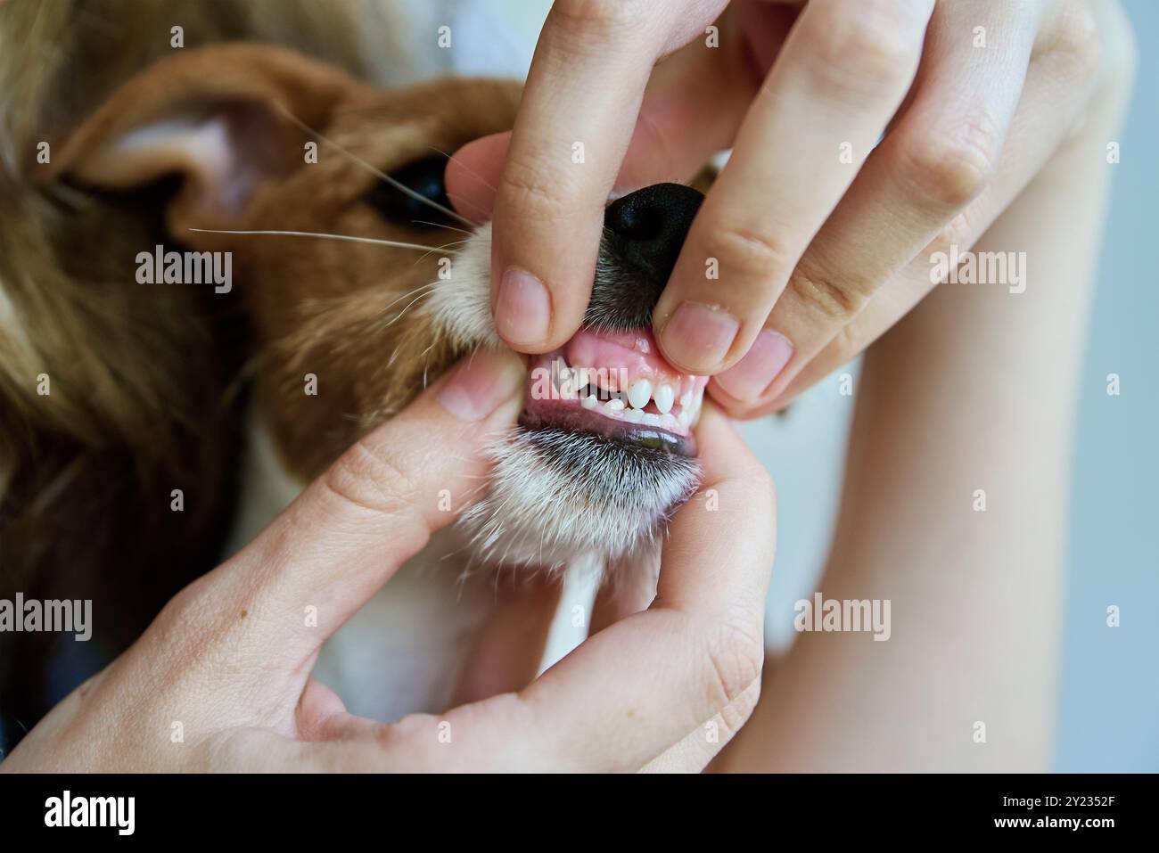 Veterinarian examining loose baby tooth of dog during medical checkup ...
