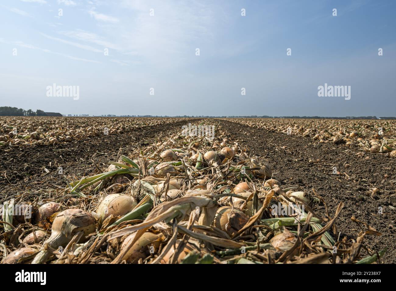 MIDWOLDA - Plot with recently harvested (seed) onions in the Groningen ...