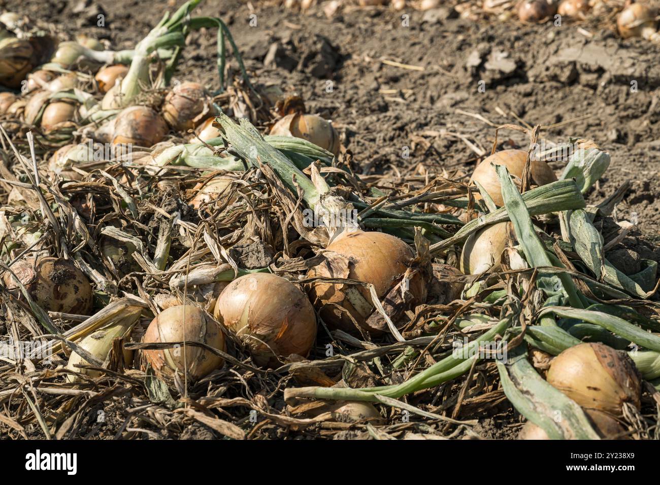 Uienteelt hi-res stock photography and images - Alamy