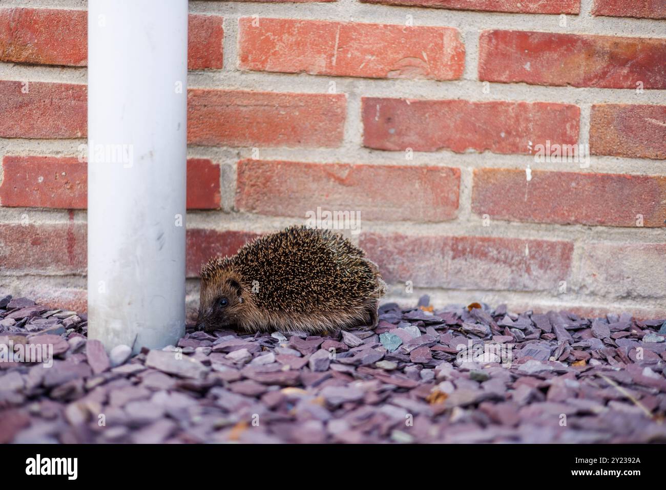 Sint Philipsland - A hedgehog in the front yard. ANP / Hollandse Hoogte ...