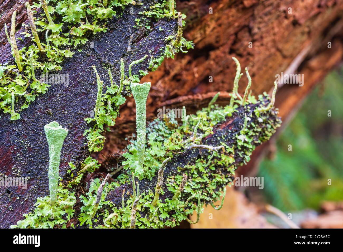 Close up at Trumpet cup lichen on a rotten tree log Stock Photo - Alamy