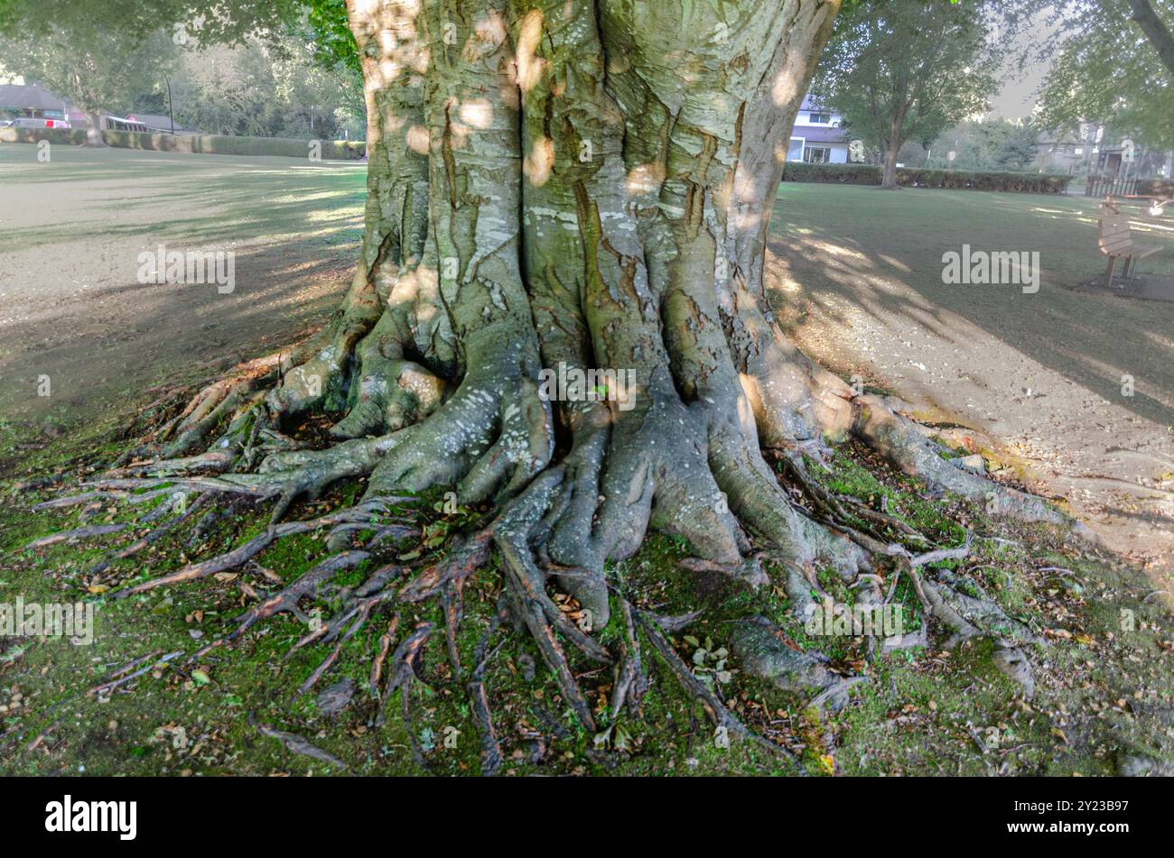 Surface tree roots on hi-res stock photography and images - Alamy