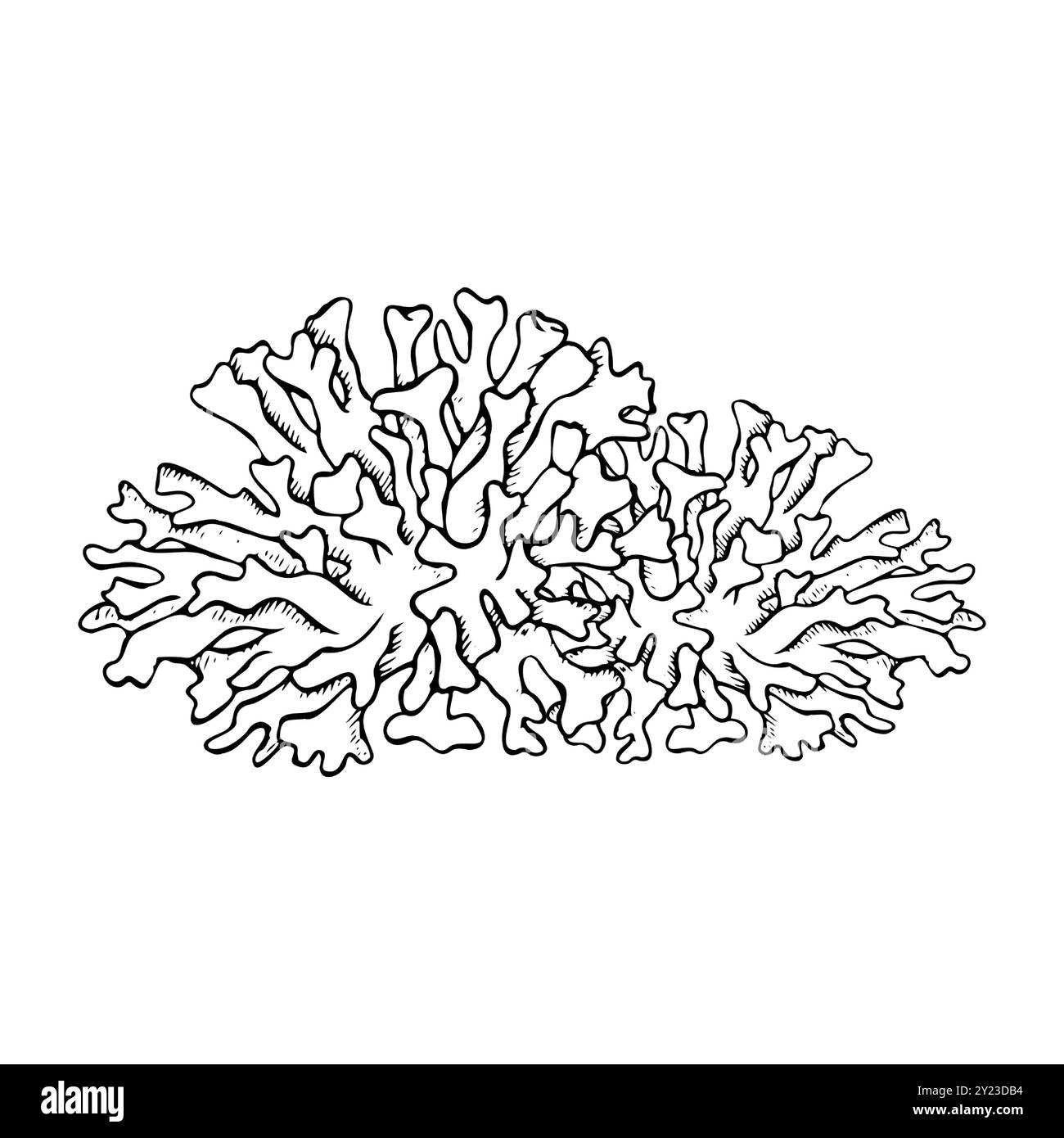 Colony of coral Black and White Stock Photos & Images - Alamy