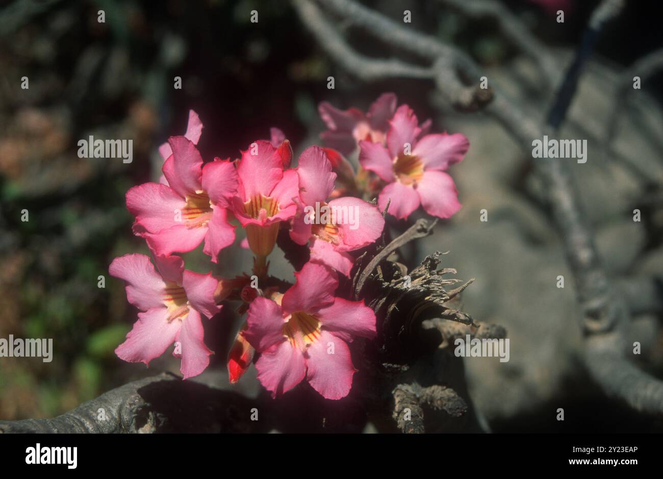 Oman desert flowers hi-res stock photography and images - Alamy