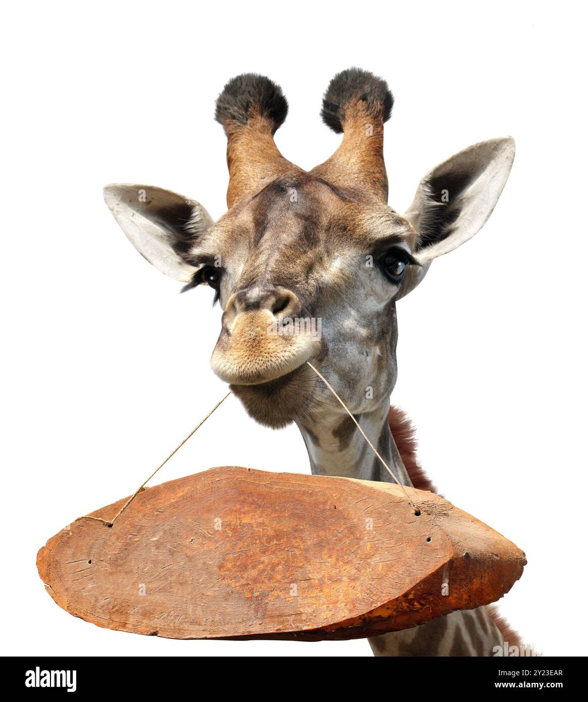 Africa sign on wood Cut Out Stock Images & Pictures - Alamy