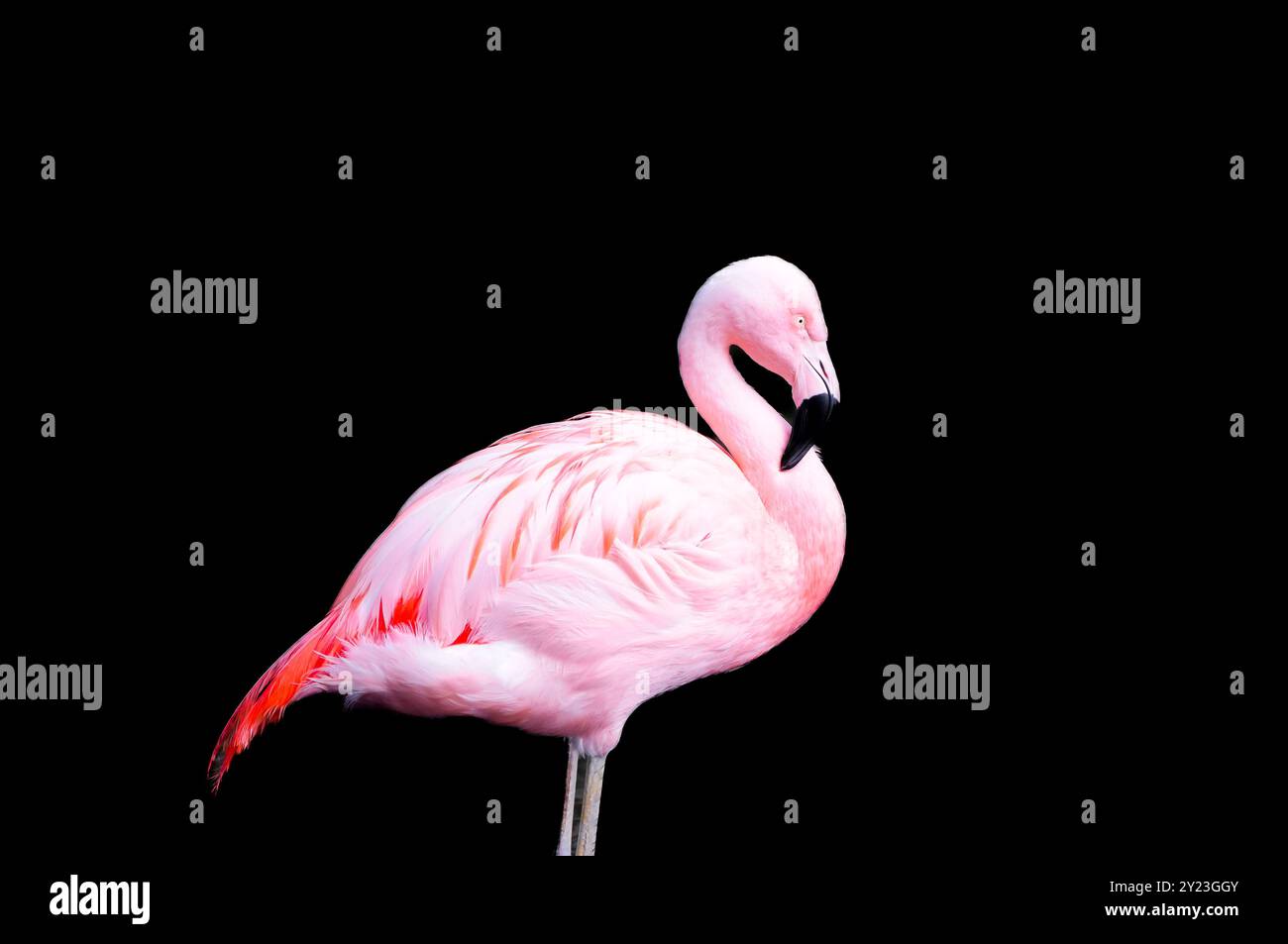 Black pink hi-res stock photography and images - Alamy