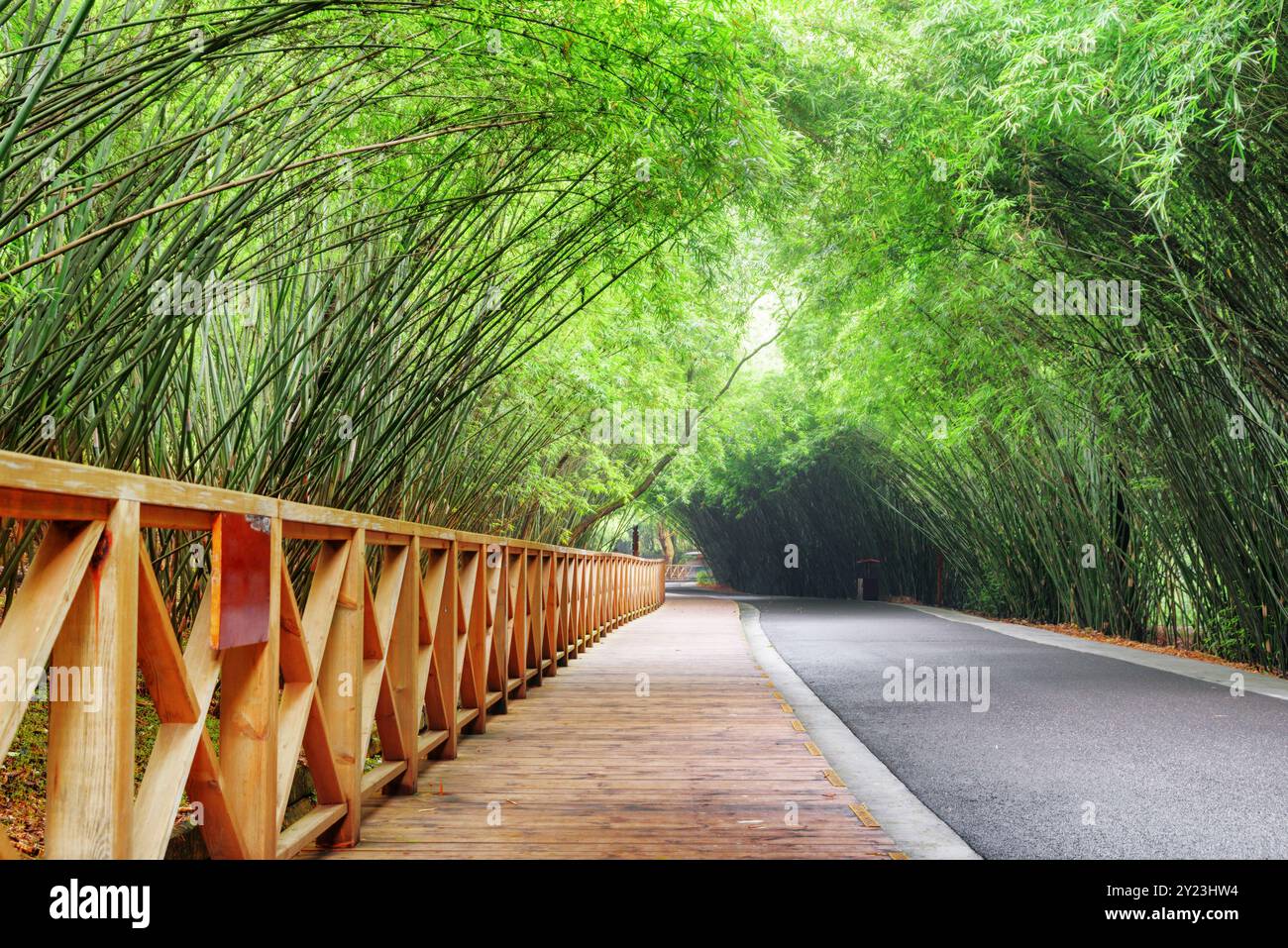 Wooden walkway along road among bamboo woods Stock Photo - Alamy