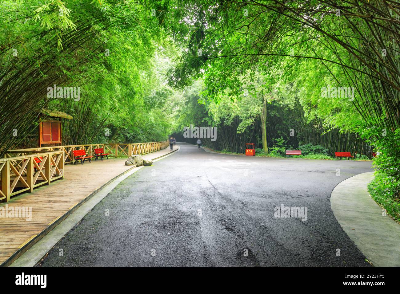 Scenic road intersection in bamboo woods. Road through forest Stock ...
