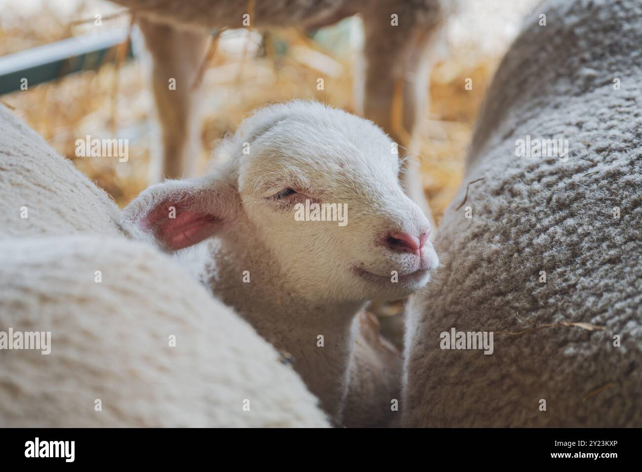 Small lamb sleeping between two mature sheep animals on dairy farm ...