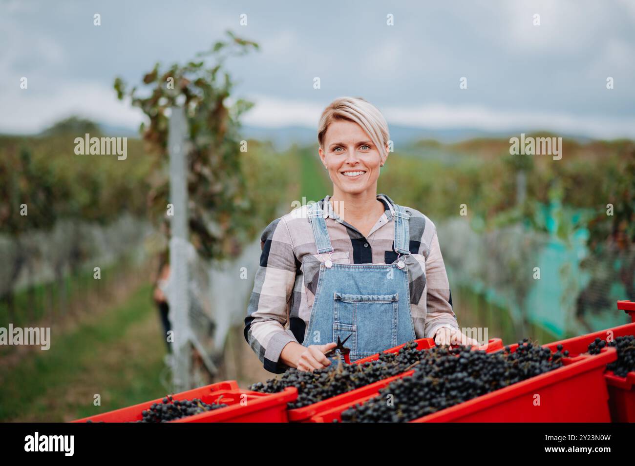 Female vineyard worker with harvest bins full of grapes. Manual grape harvesting in family-run ...