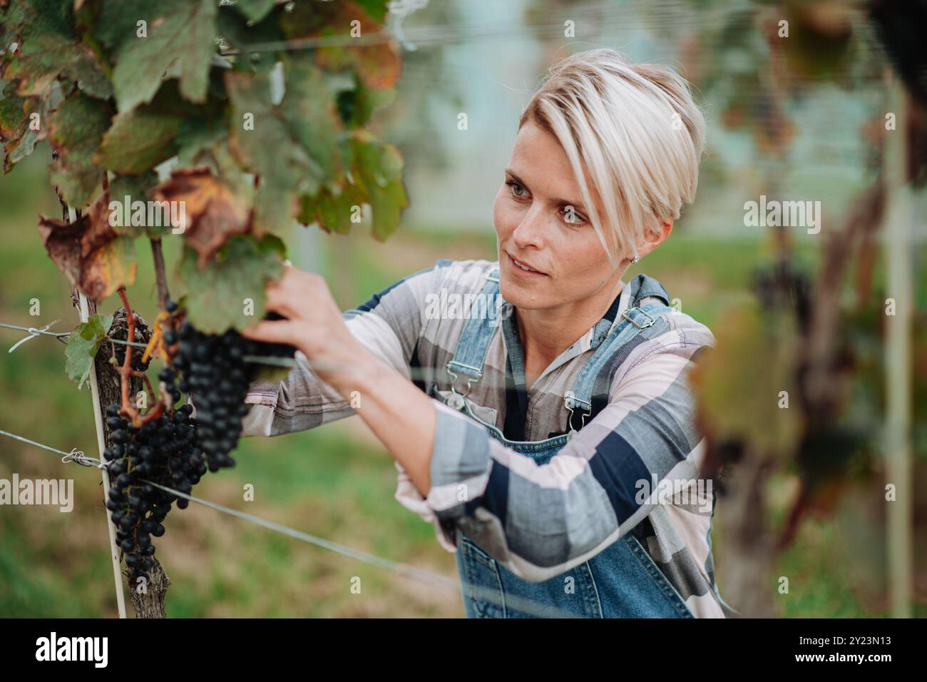 Beautiful woman harvesting grapes from hi-res stock photography and images - Alamy