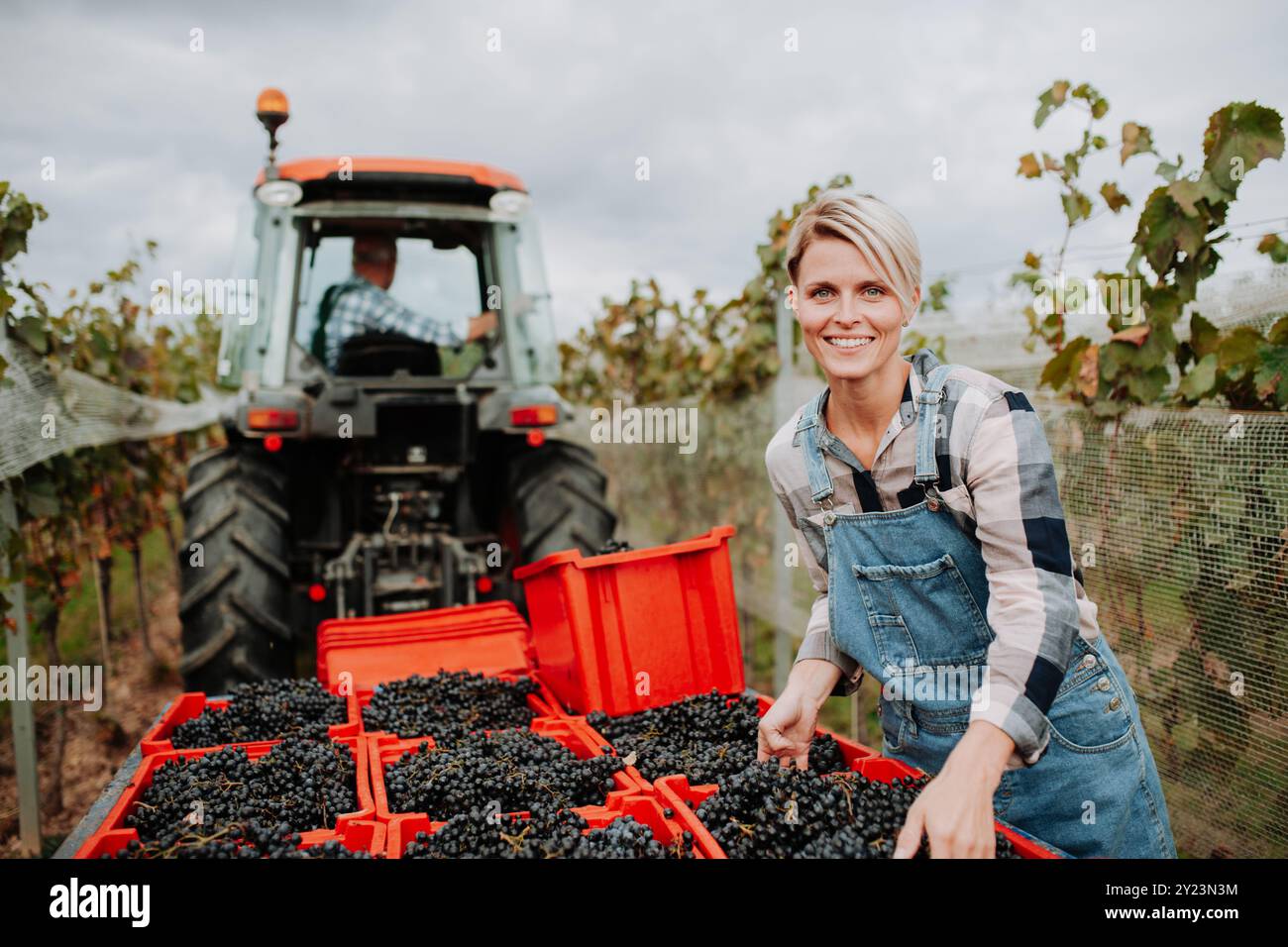 Female vineyard worker with harvest bins full of grapes. Manual grape ...