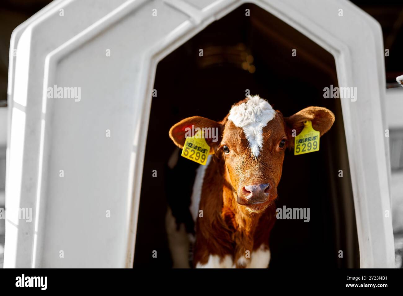 small calf farm, cow farm,Modern white calf houses on the dairy farm ...