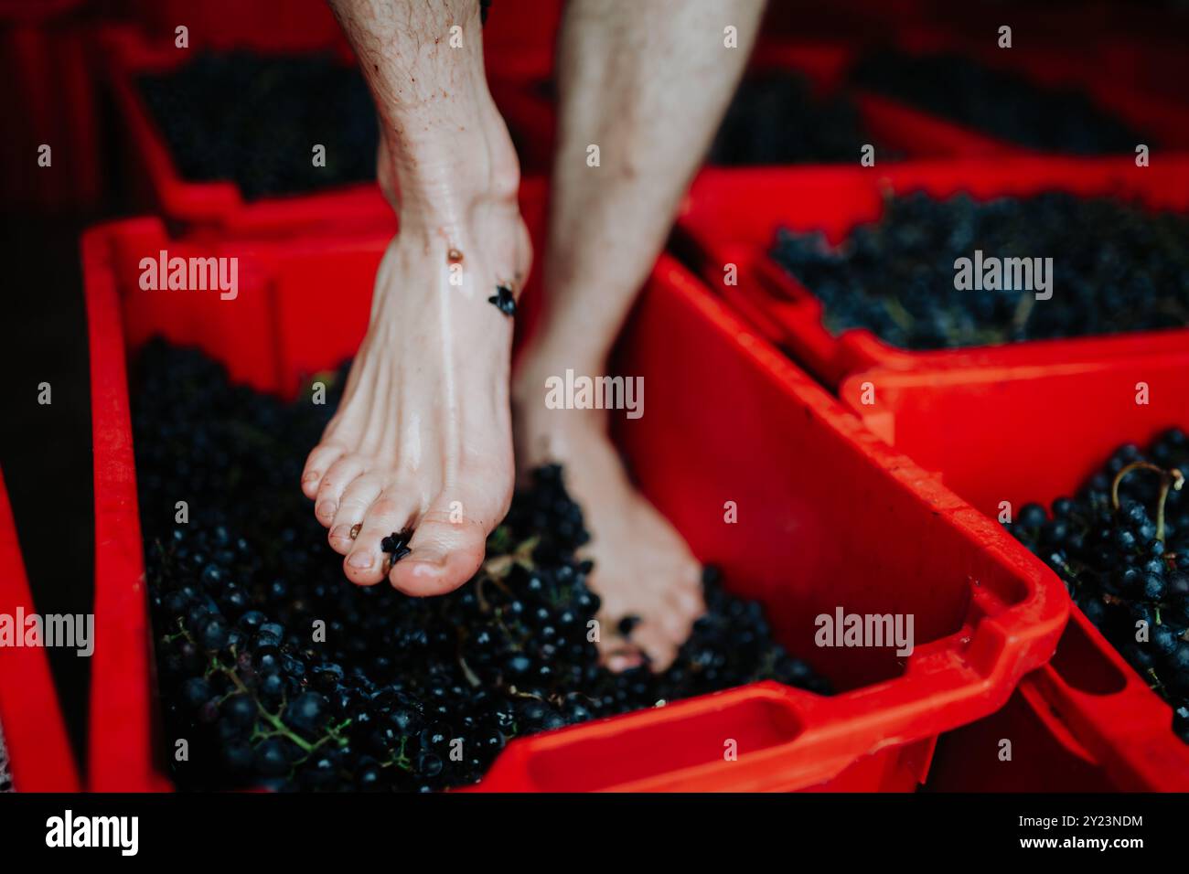 Grape stomping hi-res stock photography and images - Alamy