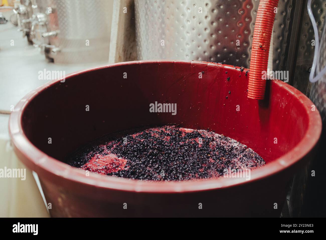 Container with crushed grapes in early stage of fermentation. Grape ...