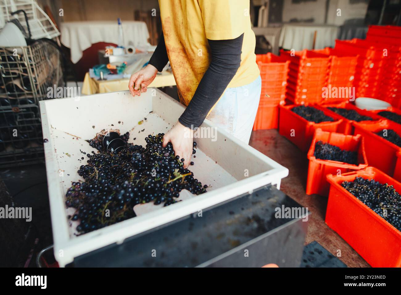 Winery worker selecting grapes before crush and press them Stock Photo ...