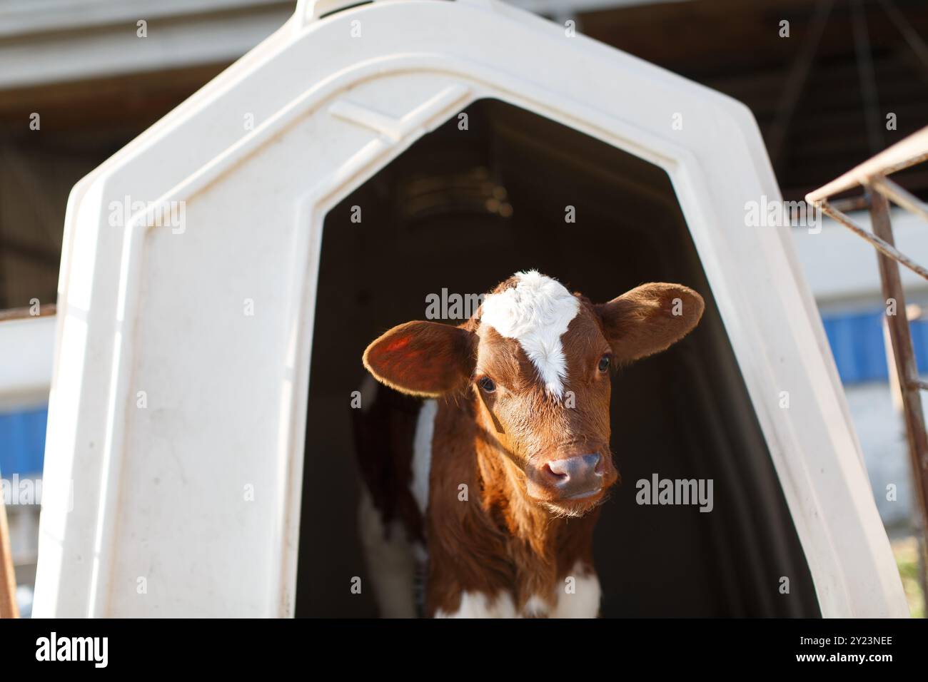 small calf farm, cow farm,Modern white calf houses on the dairy farm ...