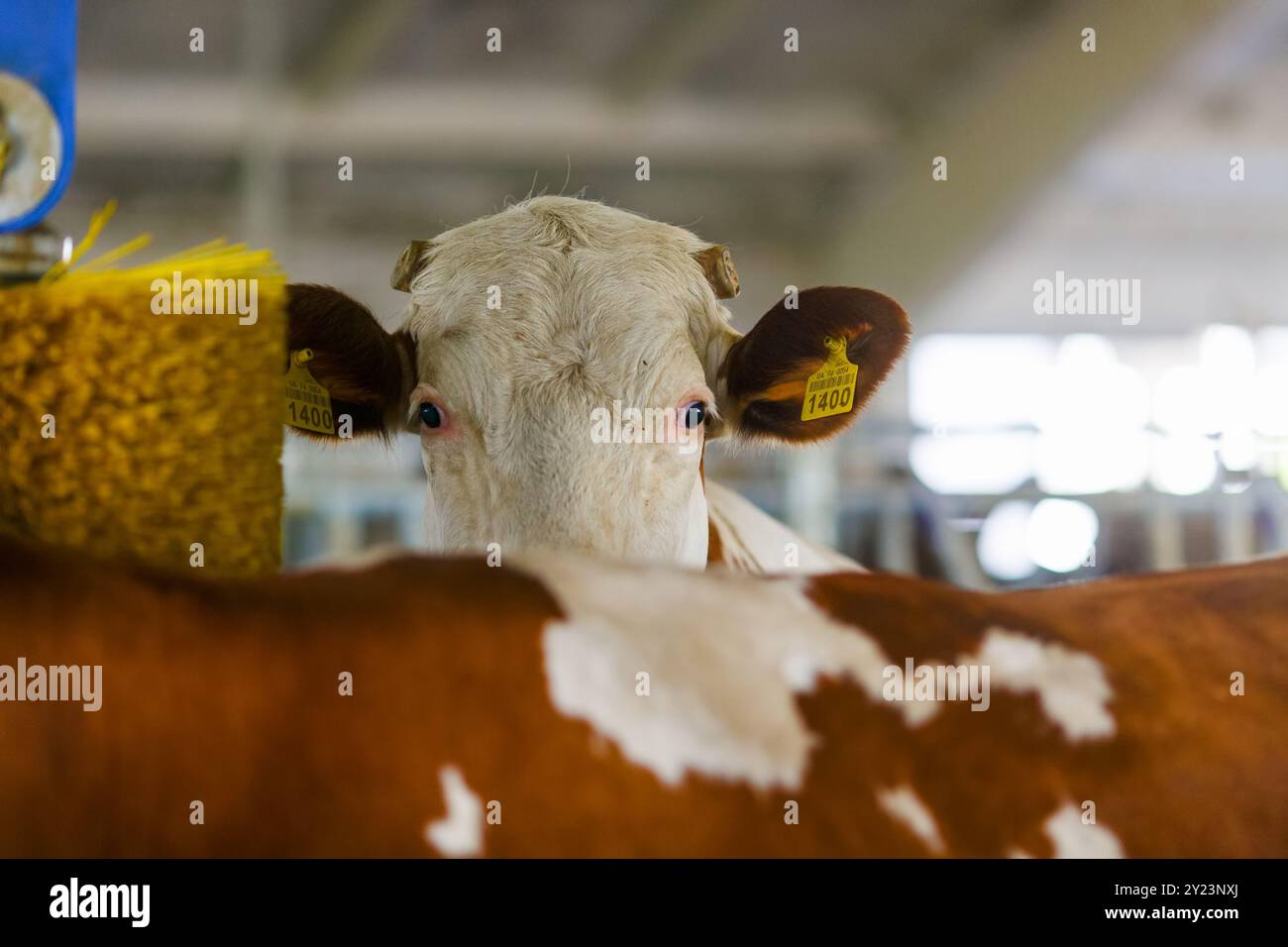 cows brushing at the farm, cow farm equipment, Rotating Brush Scratcher ...