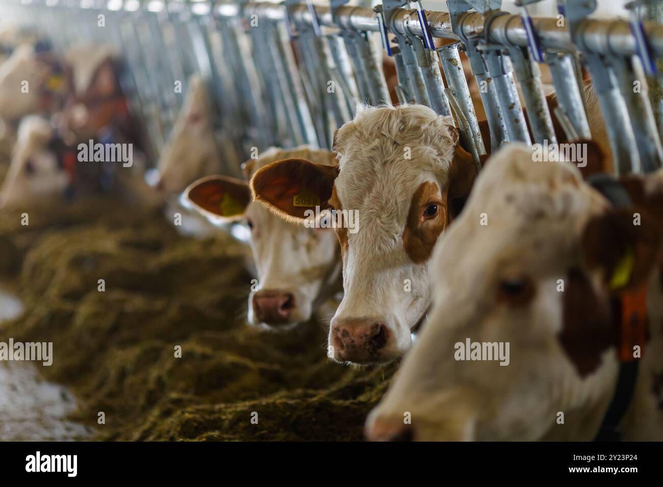beautiful cows on the farm enjoy , Cow farm concept, Portrait Holstein ...