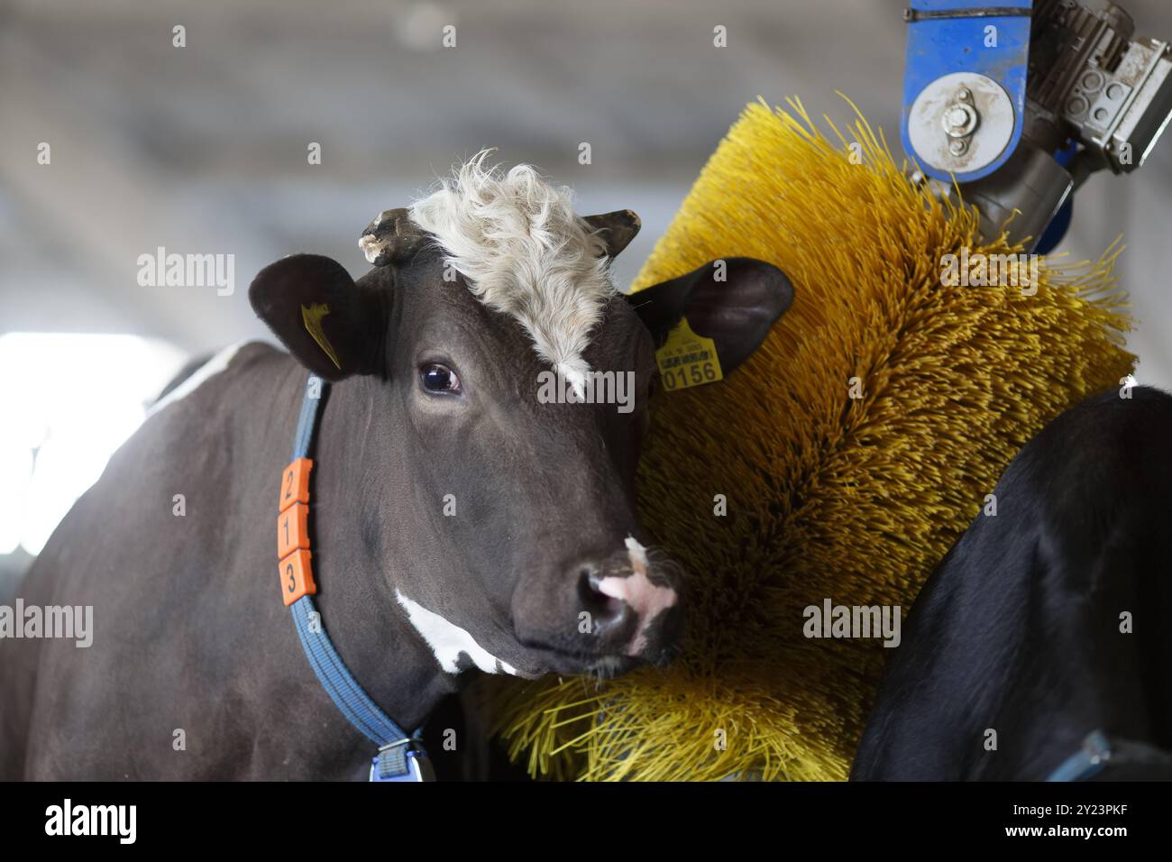 cows brushing at the farm, cow farm equipment, Rotating Brush Scratcher ...