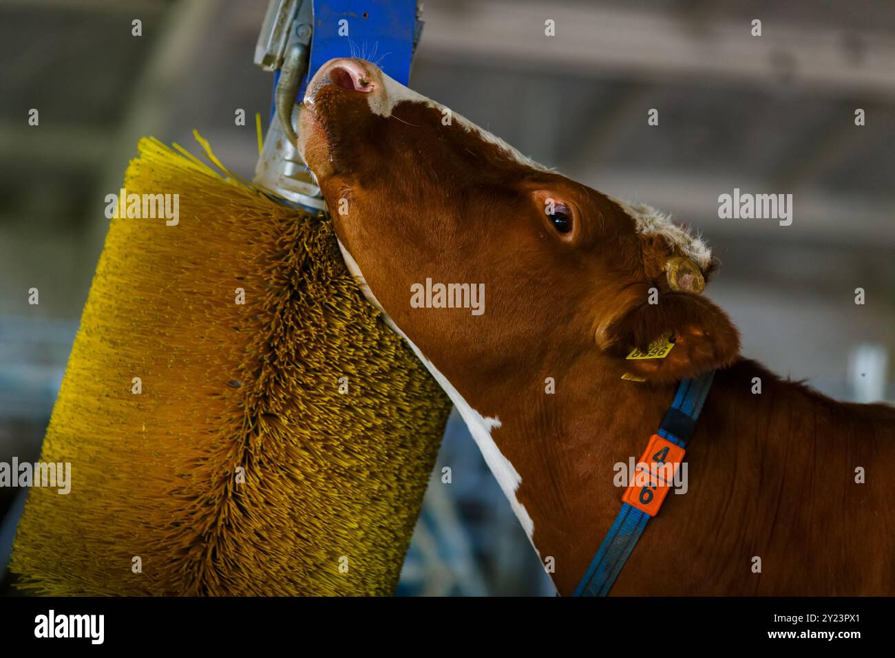 cows brushing at the farm, cow farm equipment, Rotating Brush Scratcher ...