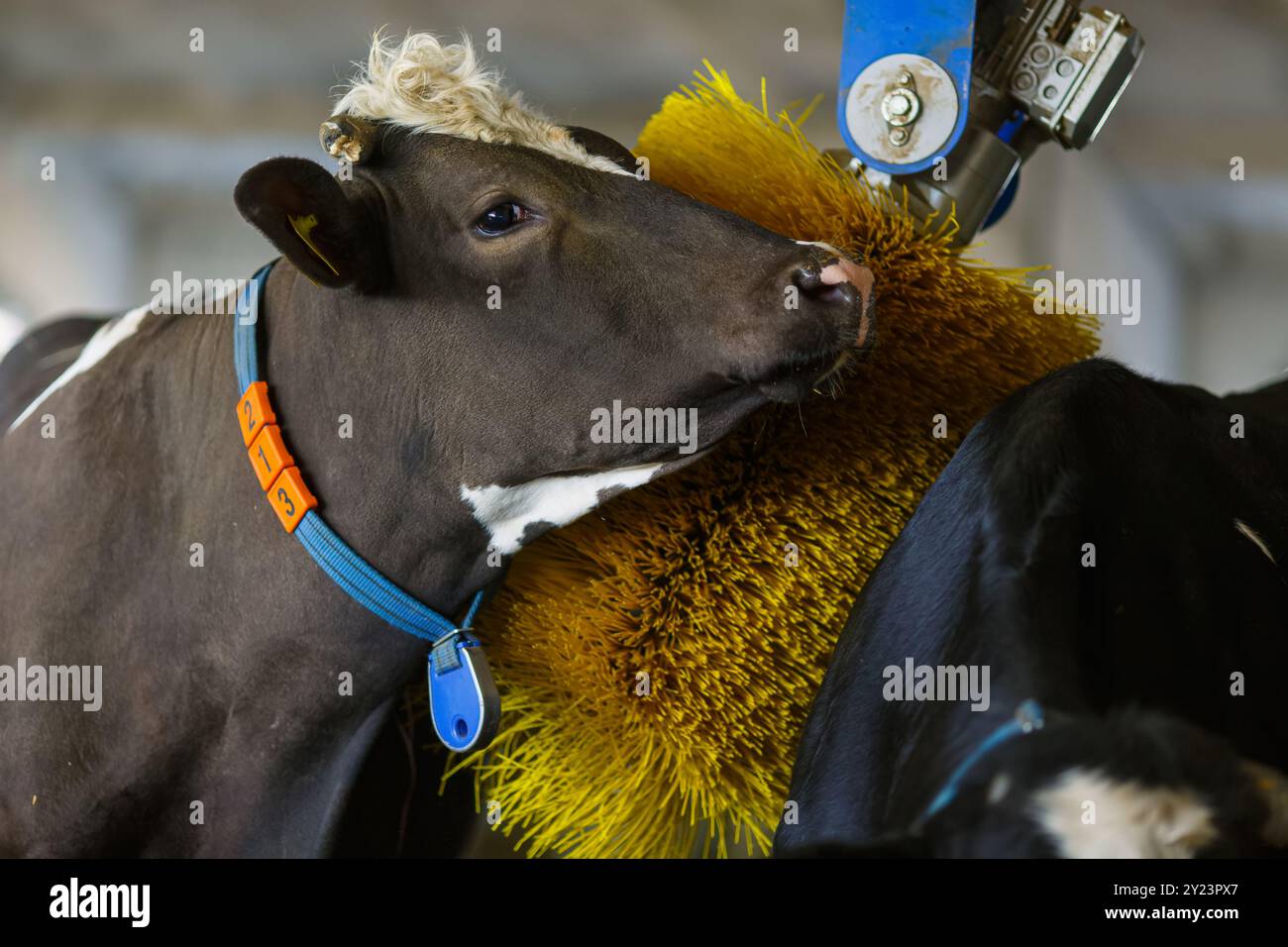 cows brushing at the farm, cow farm equipment, Rotating Brush Scratcher ...