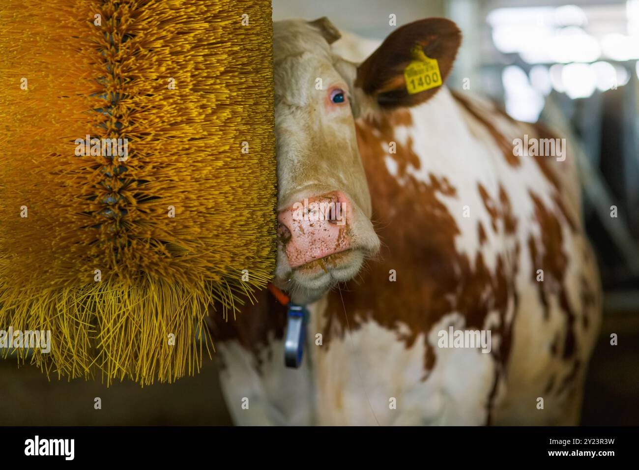 cows brushing at the farm, cow farm equipment, Rotating Brush Scratcher ...