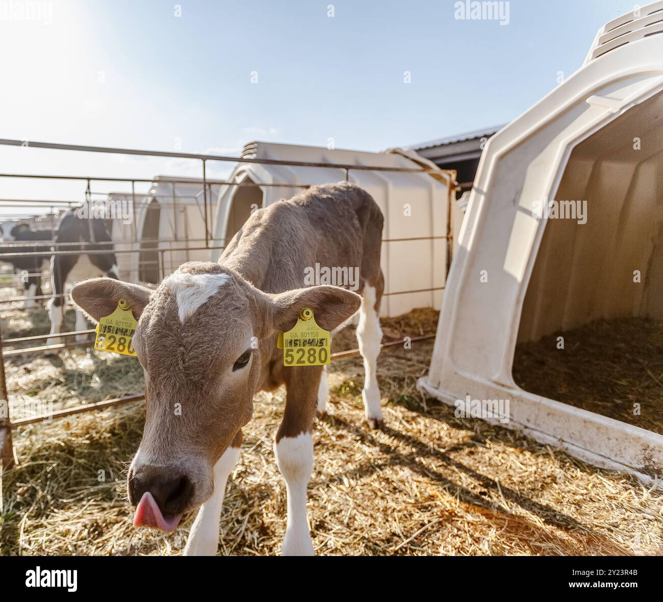 small calf farm, cow farm,Modern white calf houses on the dairy farm ...