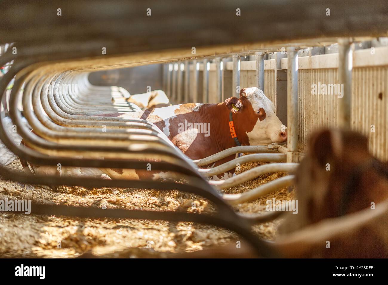 beautiful cows on the farm enjoy , Cow farm concept, Portrait Holstein ...