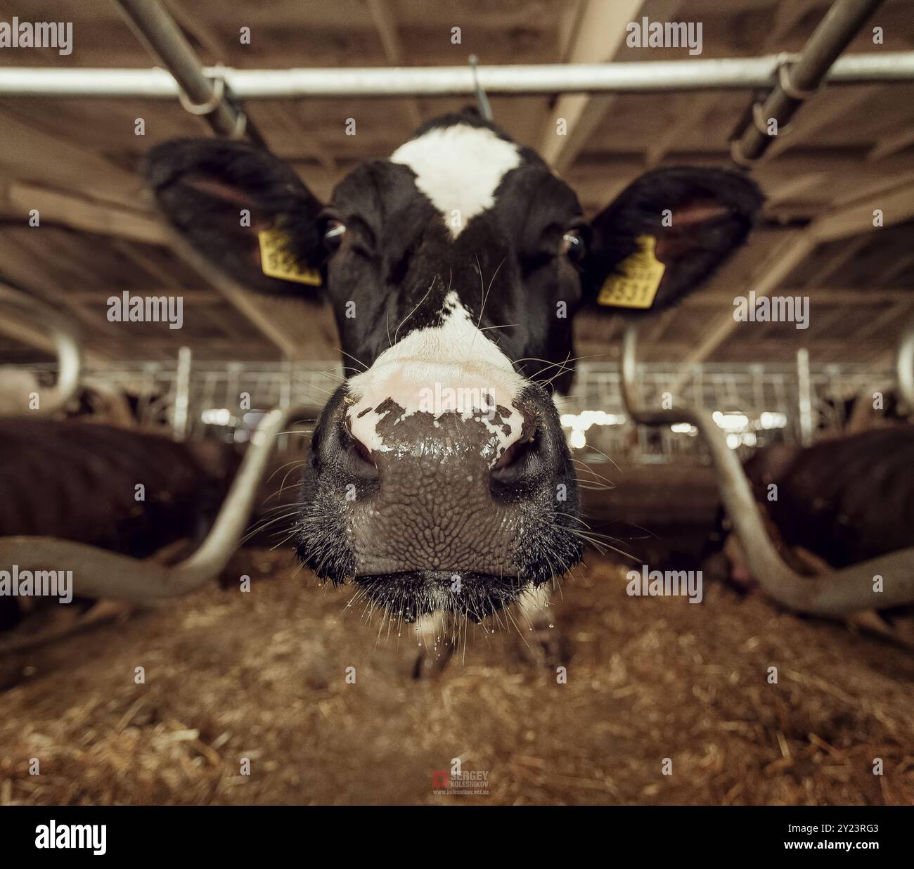 funny cows on the farm, animal husbandry concept , Diary cows in modern ...