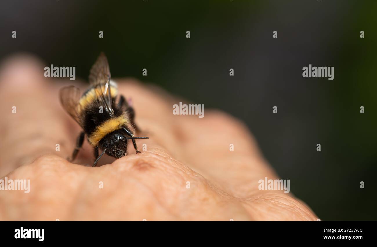A small wild bee, a bumblebee, sits on the skin of a human being. The ...