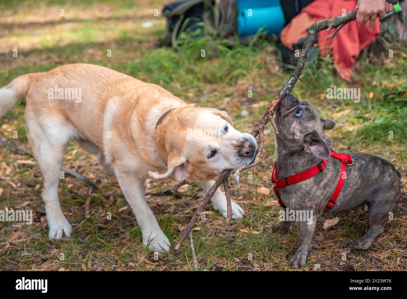 French Bulldog playing with Labrador in forest outdoors Stock Photo - Alamy