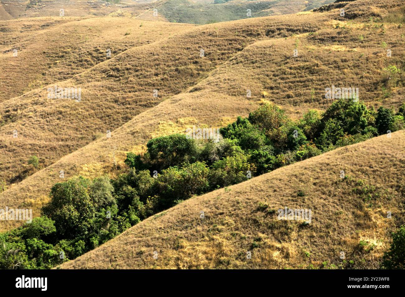 Dense vegetation in a narrow valley, in the middle of dry grassland on ...