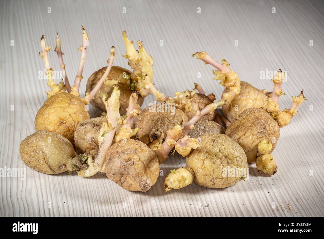 Group of sprouted yello potato tubers. Old germinating potatoes with ...
