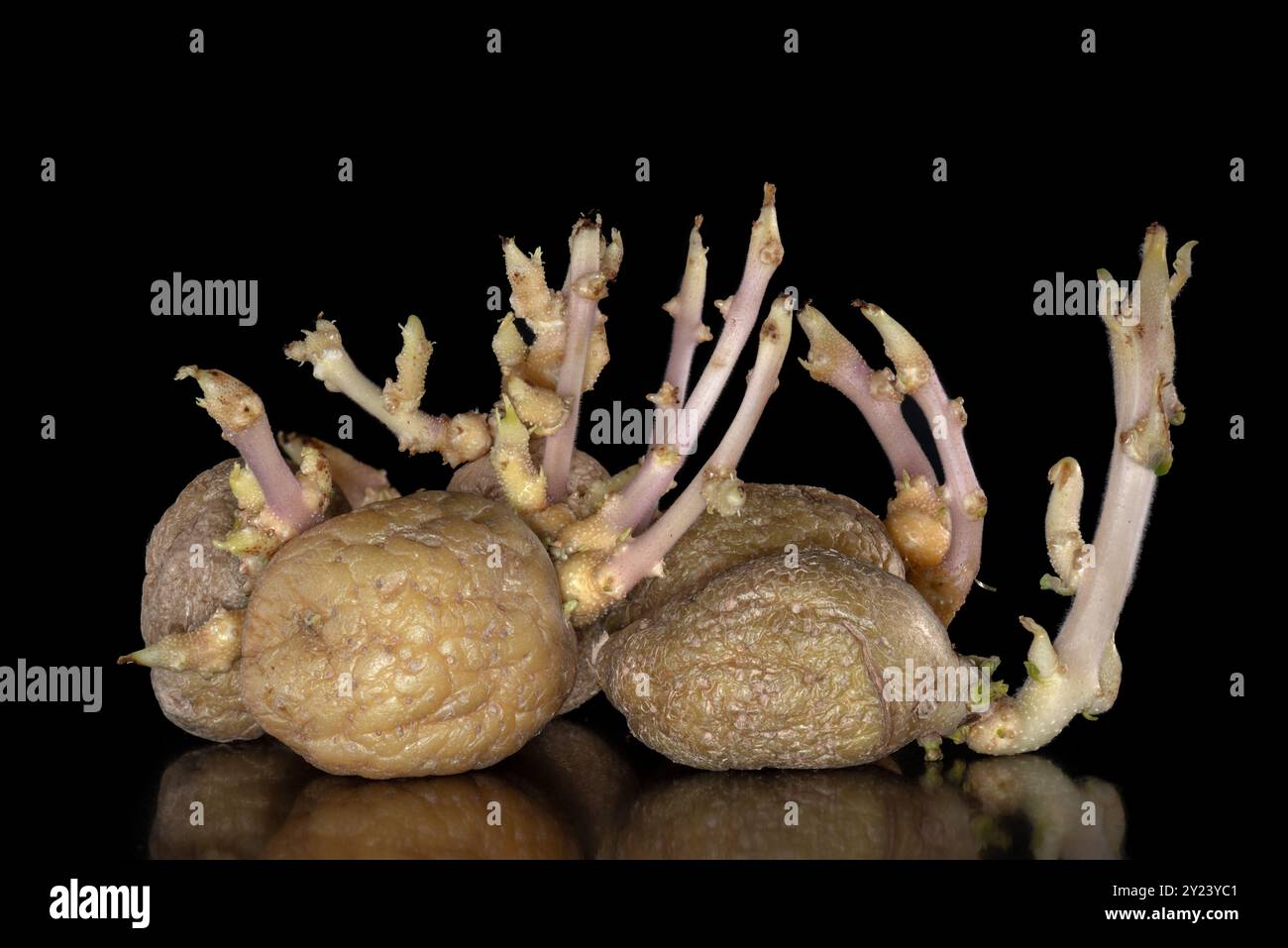 Group of sprouted yellow potatoes on black background with reflection ...