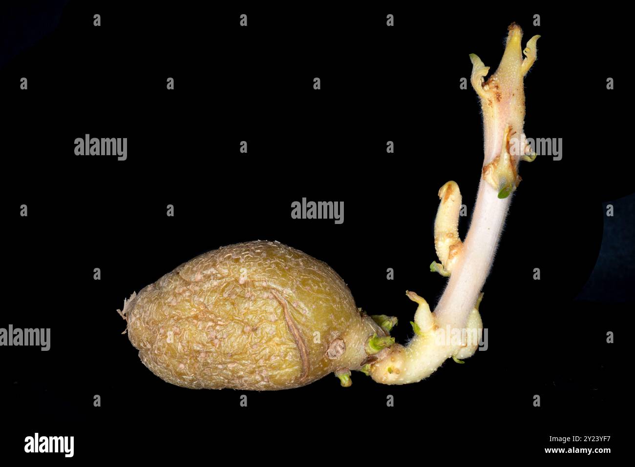 Sprouted yellow potato isolated on black background. Single old ...