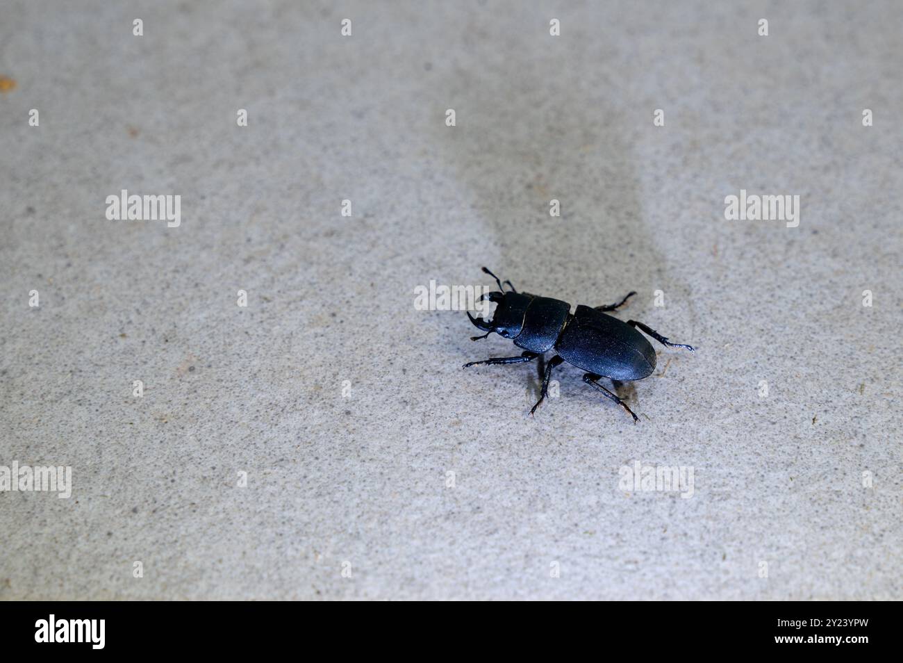A bark beetle (Dorcus parallelipipedus), also known as the dwarf stag ...