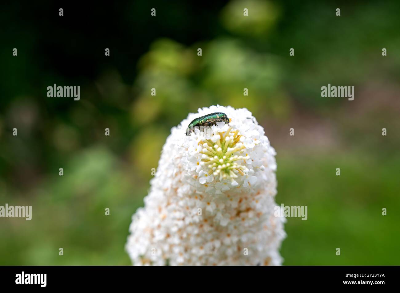 Green shimmering common rose beetle ( Cetonia aurata ) on white ...