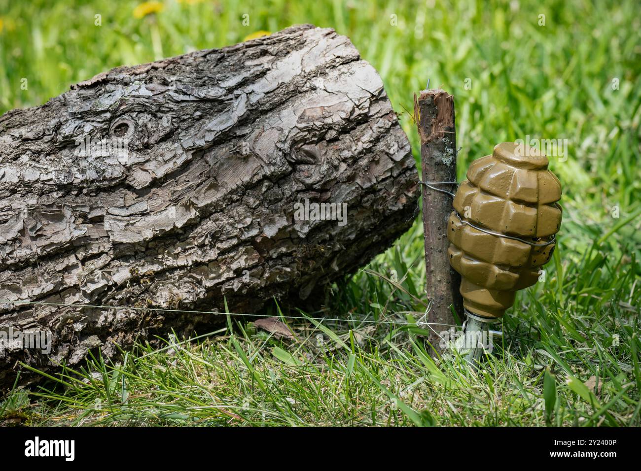 Booby Trap Landmine made from hand grenade with tripwire installed on ...