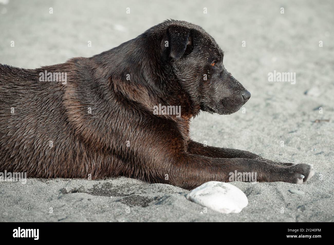 Poor looking dog in the street hi-res stock photography and images - Alamy