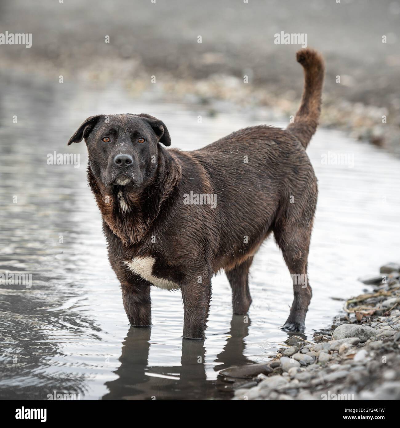 Poor lonely street dog standing in rain flood water homeless blurred ...